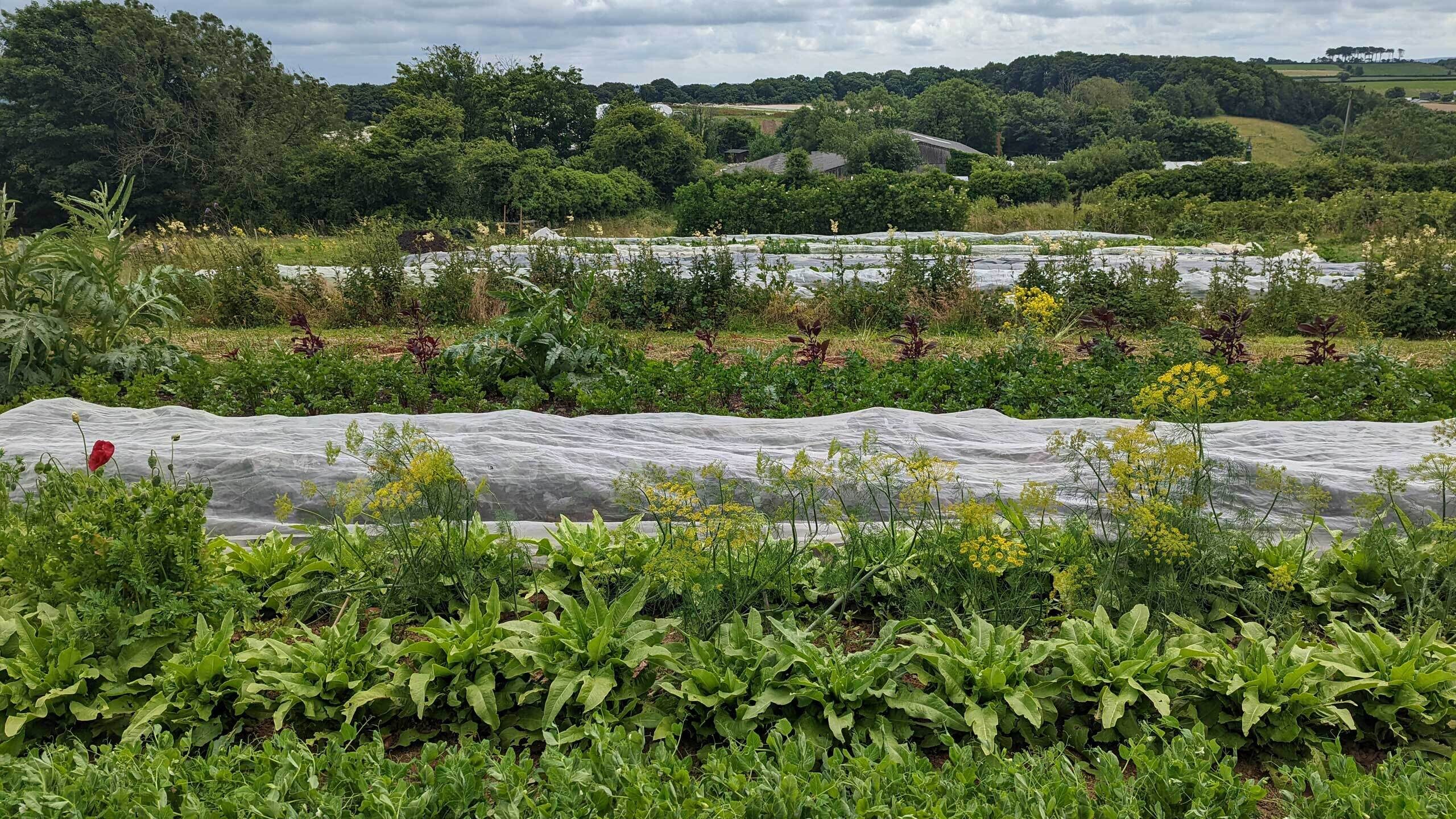 A first look at Dan Cox's farm-restaurant Crocadon | The Good Food Guide