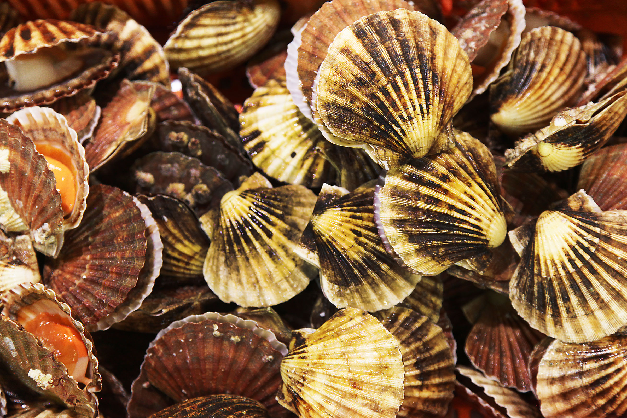Are your scallops hand dived? (And why you need to know) | The Good ...